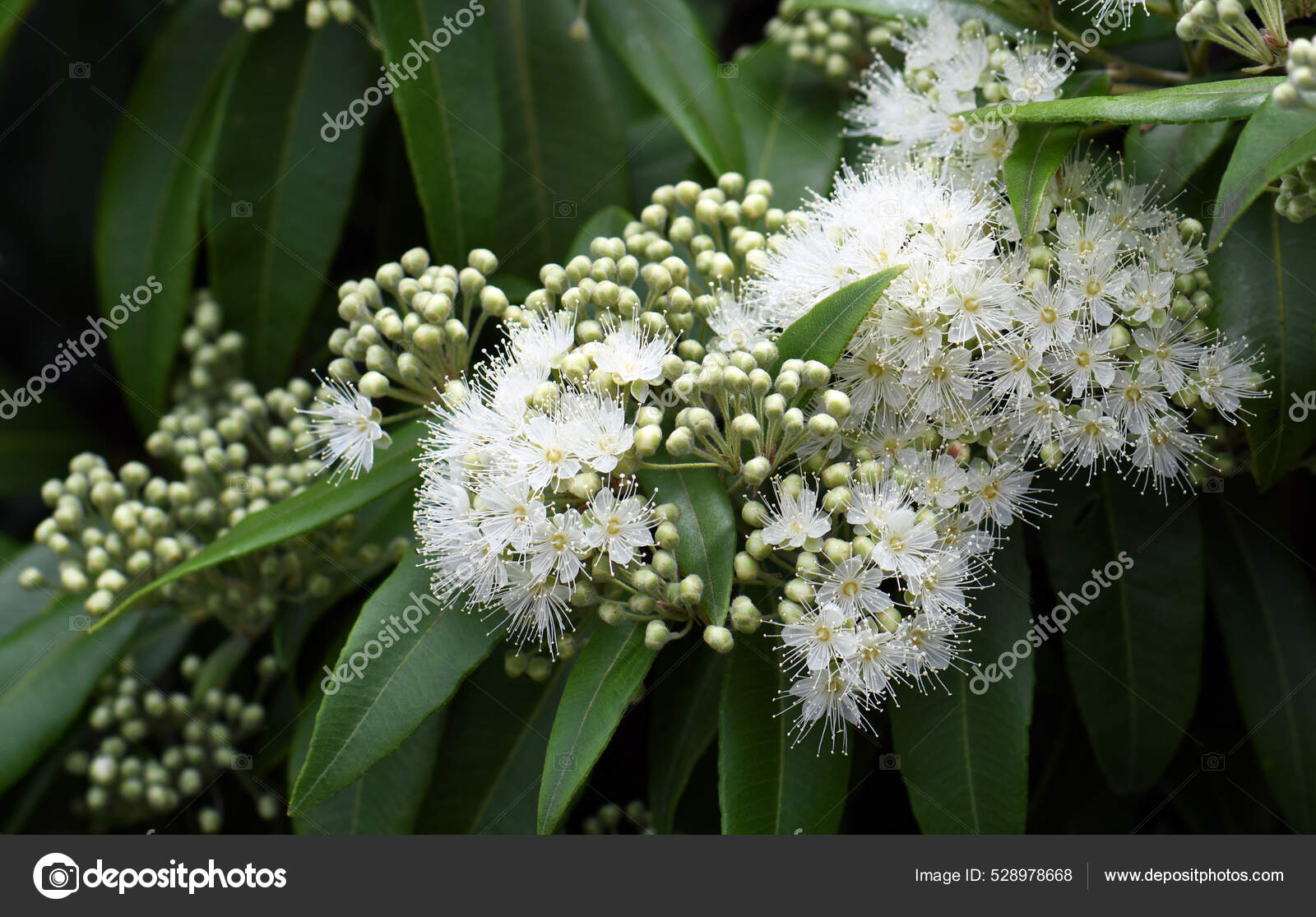 White Flowers Buds Australian Native Lemon Myrtle Backhousia Citriodora ...