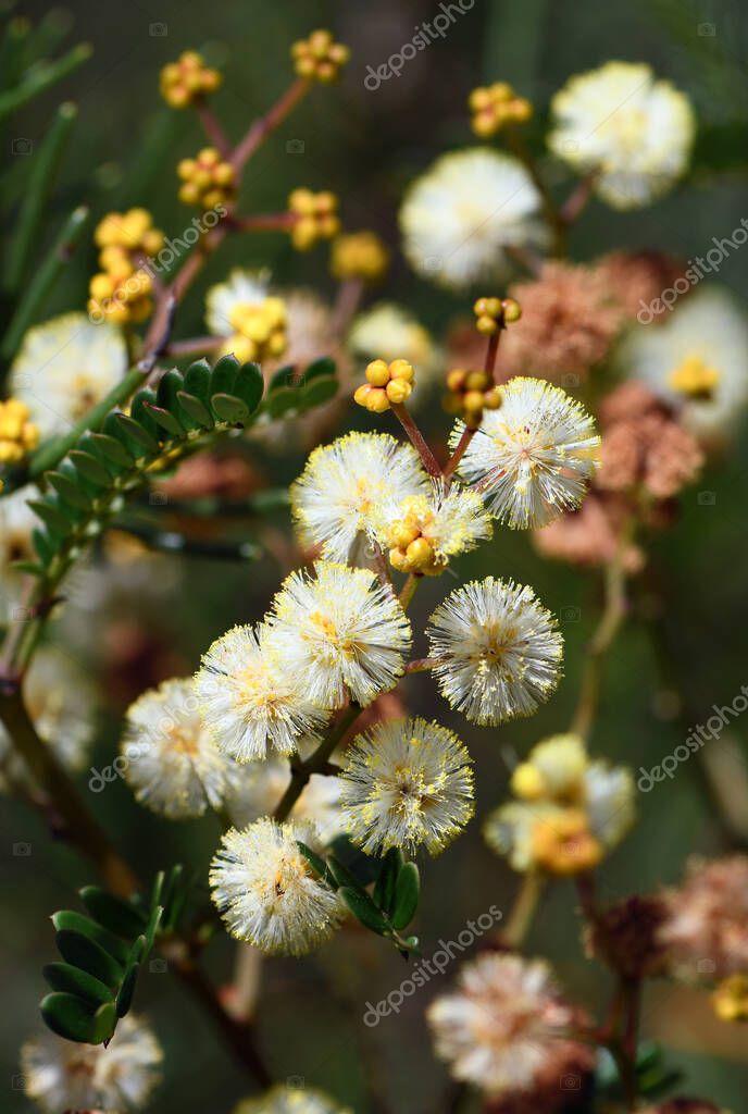 Flores amarillas y brotes del nativo australiano Sunshine Wattle ...