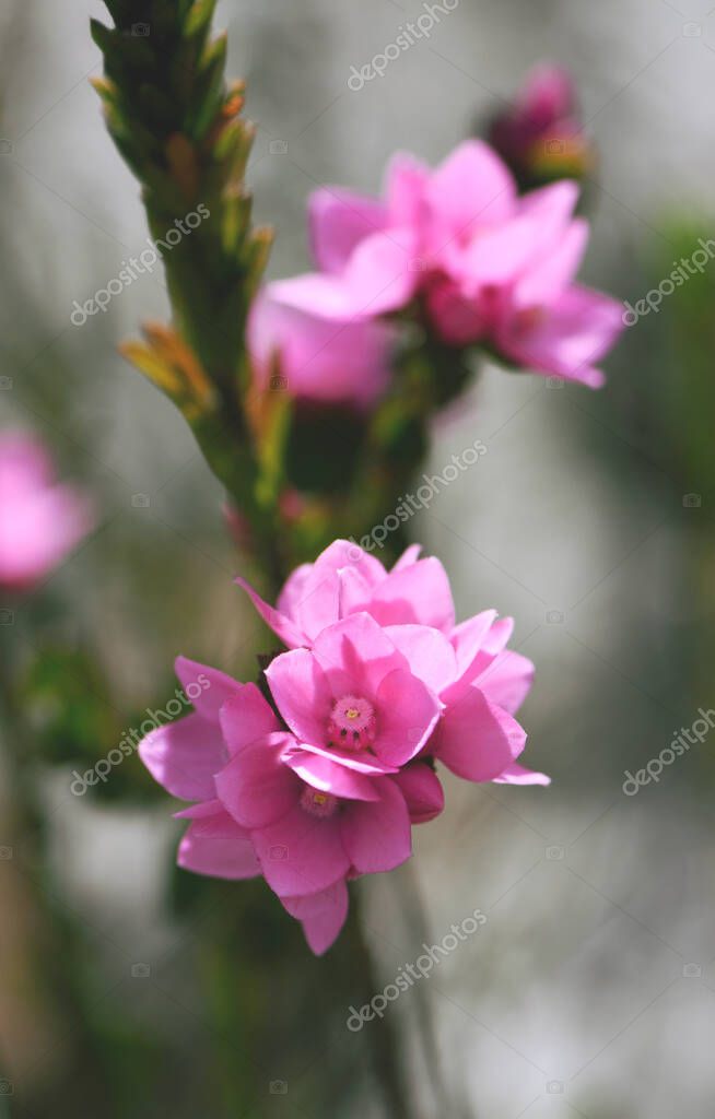 Close up of deep pink flowers of the Australian Native Rose, Boronia ...
