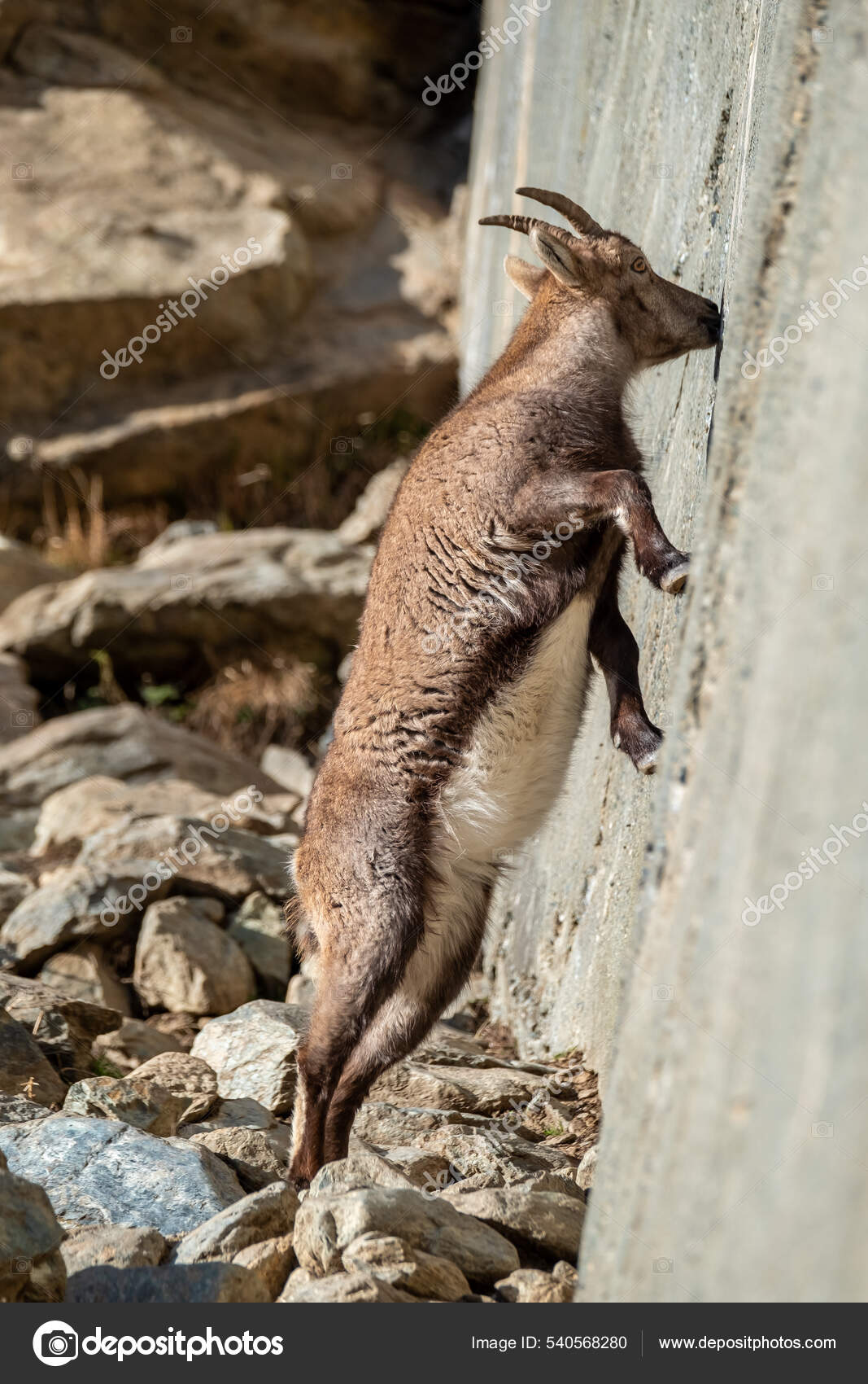 Alpine Ibex On Dam Wall