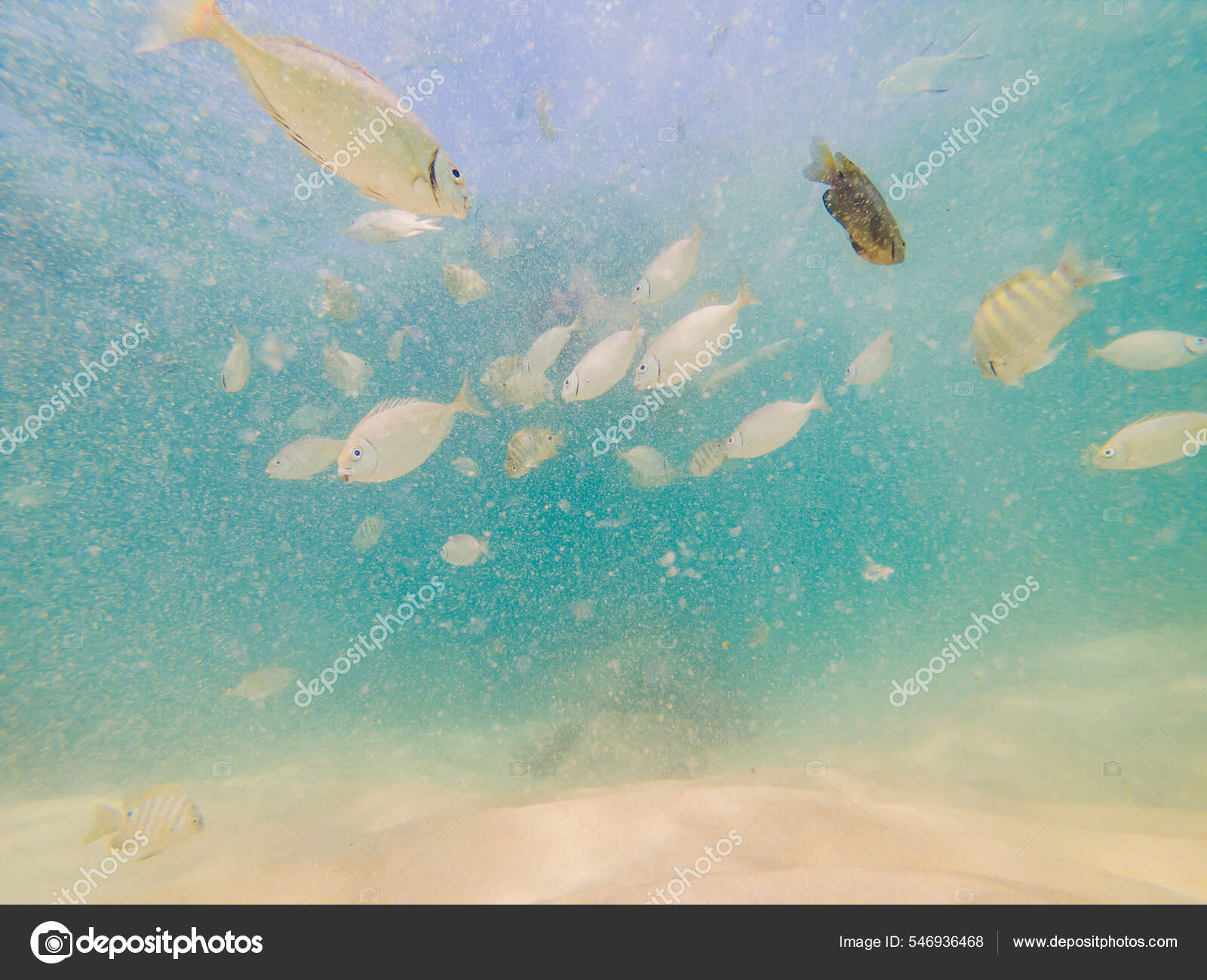 Tropical Beaches With Fish