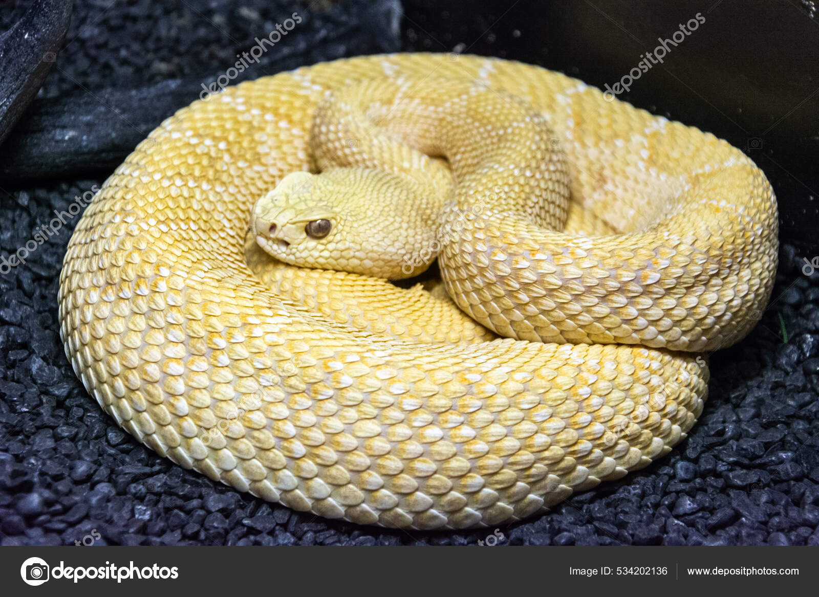 Albino Eastern Diamondback Rattlesnake