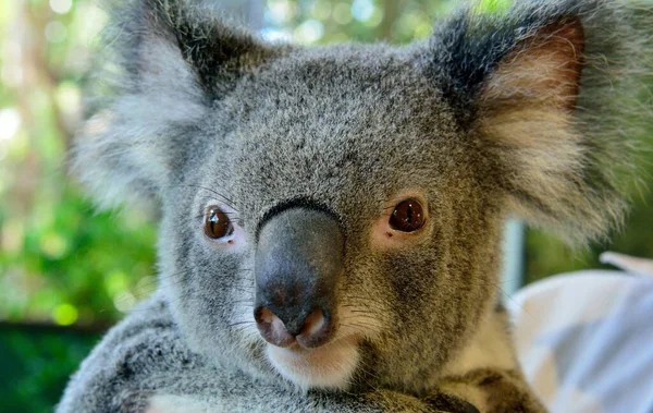 Koala face Stock Photos, Royalty Free Koala face Images | Depositphotos