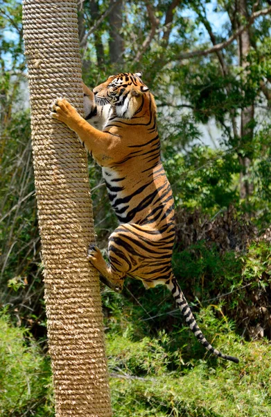 Climbing Tiger