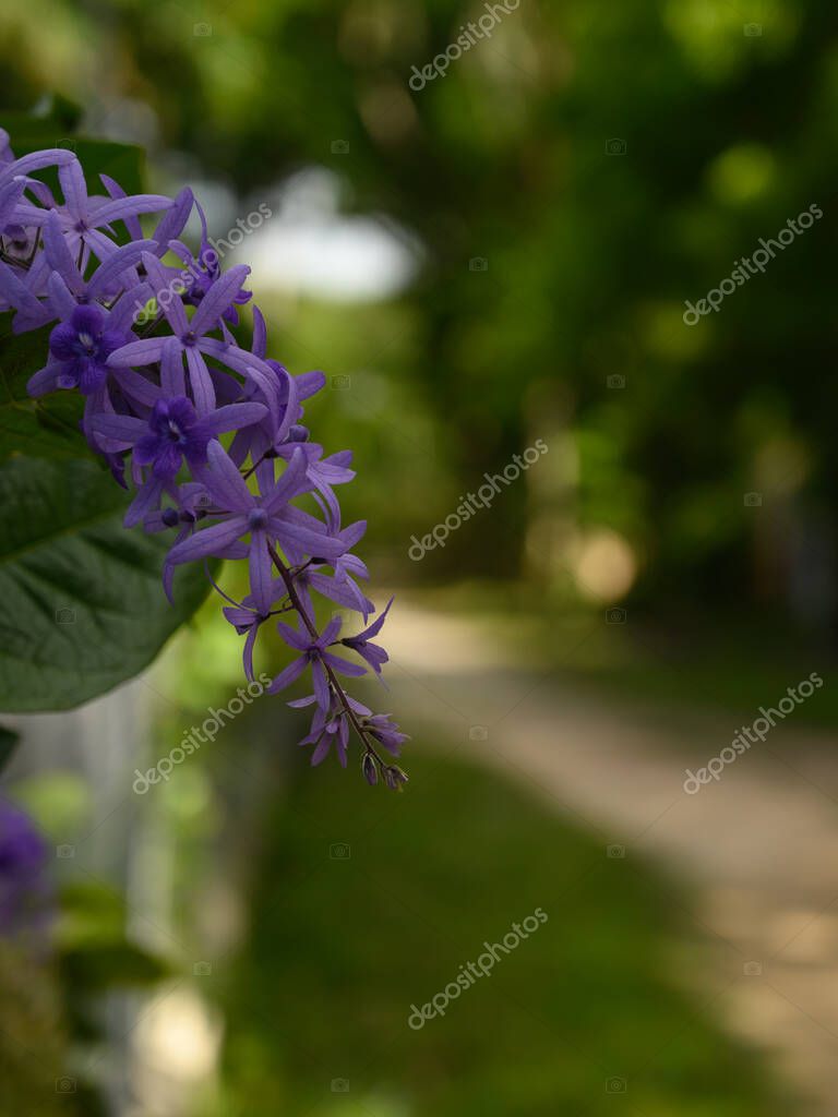 La foto muestra cómo crece una vid subtropical con inflorescencias ...