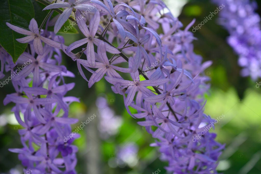 La foto muestra cómo crece una vid subtropical con inflorescencias ...