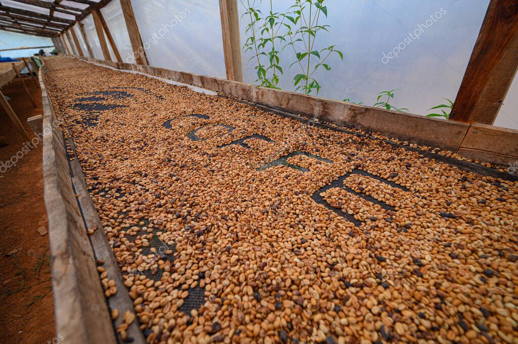 Granos de café secando invernadero. Etapa de producción de café en ...