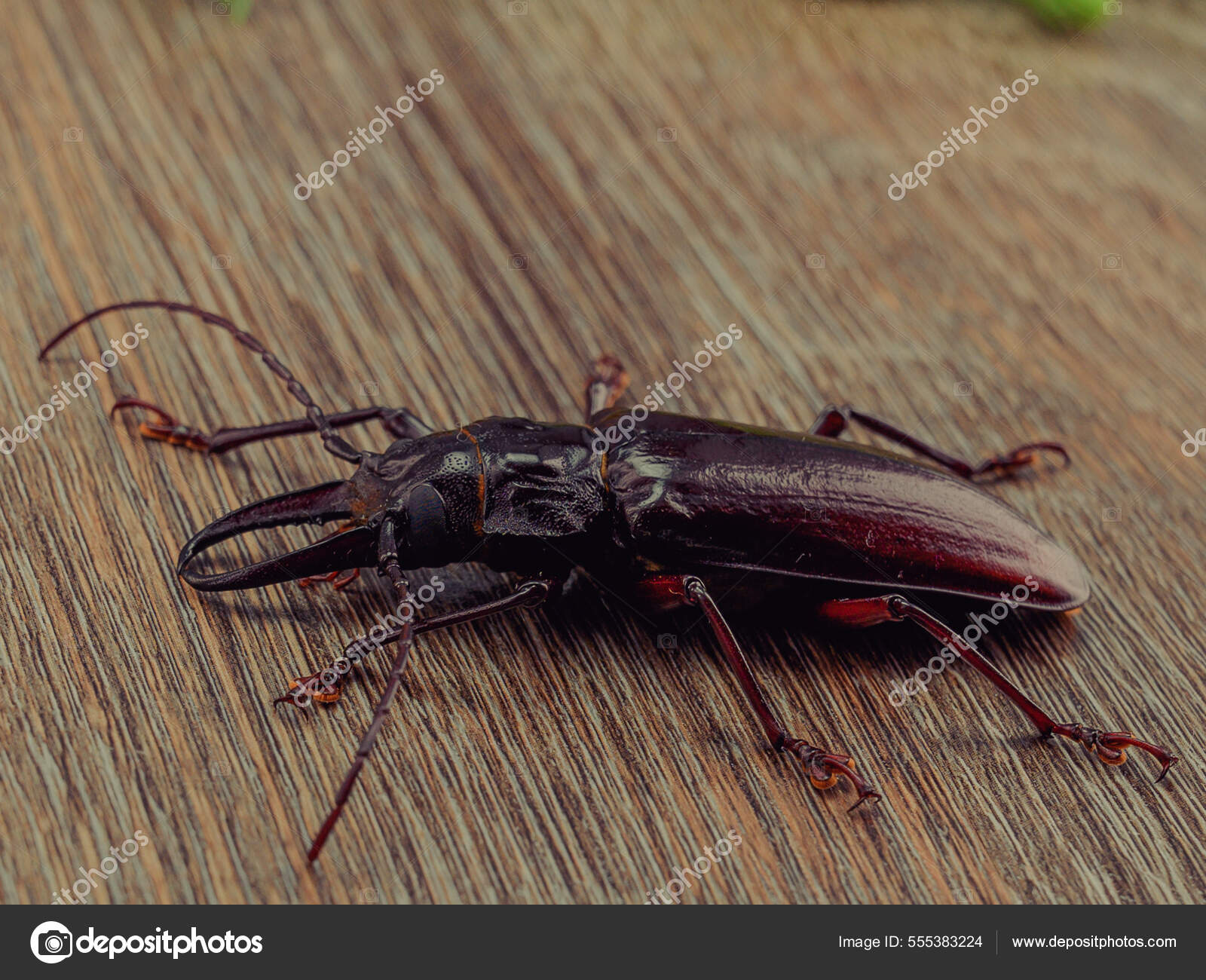 Photo Shows Titan Beetle Largest Beetle World Live Insect Photographed ...