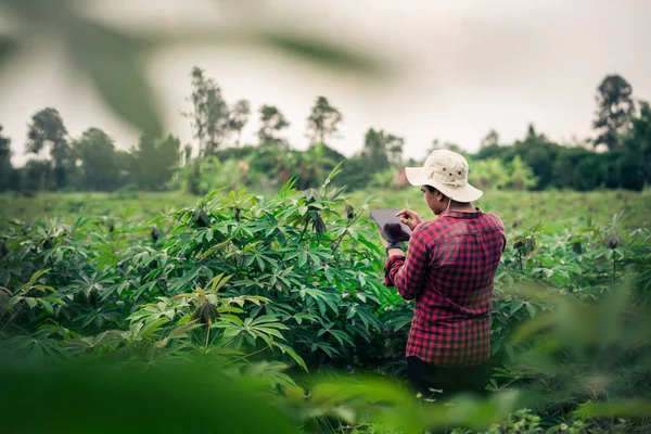 A smart farmer checking crop integrity and maintenance planning for ...