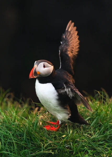 Lovely Atlantic Puffin bird standing and flapping on the grass by ...