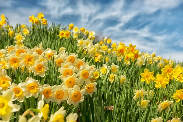 Spring landscape daffodils Stock Photos, Royalty Free Spring landscape ...