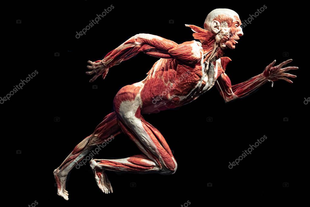 Exposición de anatomía humana de Gunther von Hagens en el Museo ...