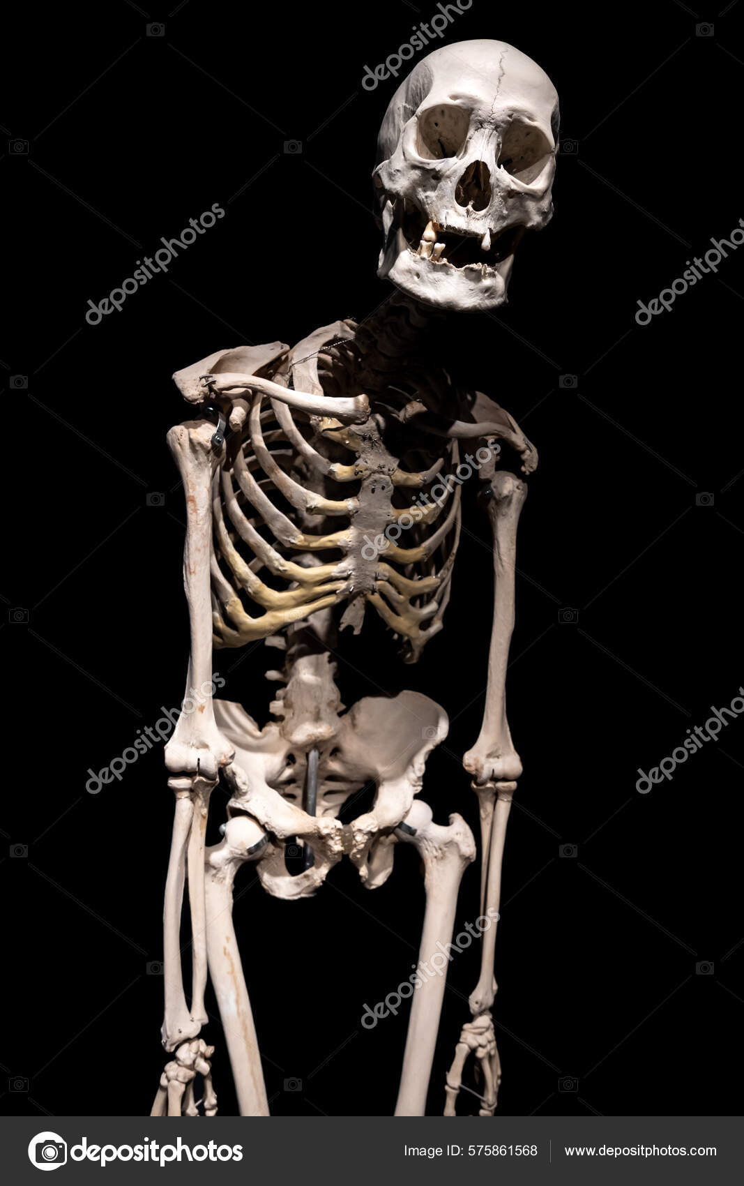 Skeleton Man Isolated Black Background — Stock Photo © puhimec #575861568