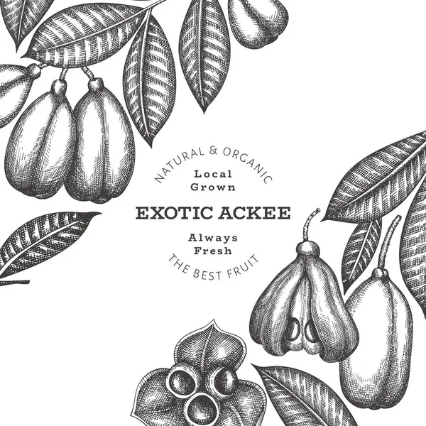 Bosquejo dibujado a mano estilo ackee banner. Ilustraci n org nica de vectores de alimentos ...