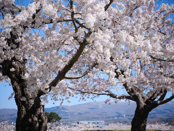 someiyoshino cherry blossoms in japan - Stock Image - Everypixel