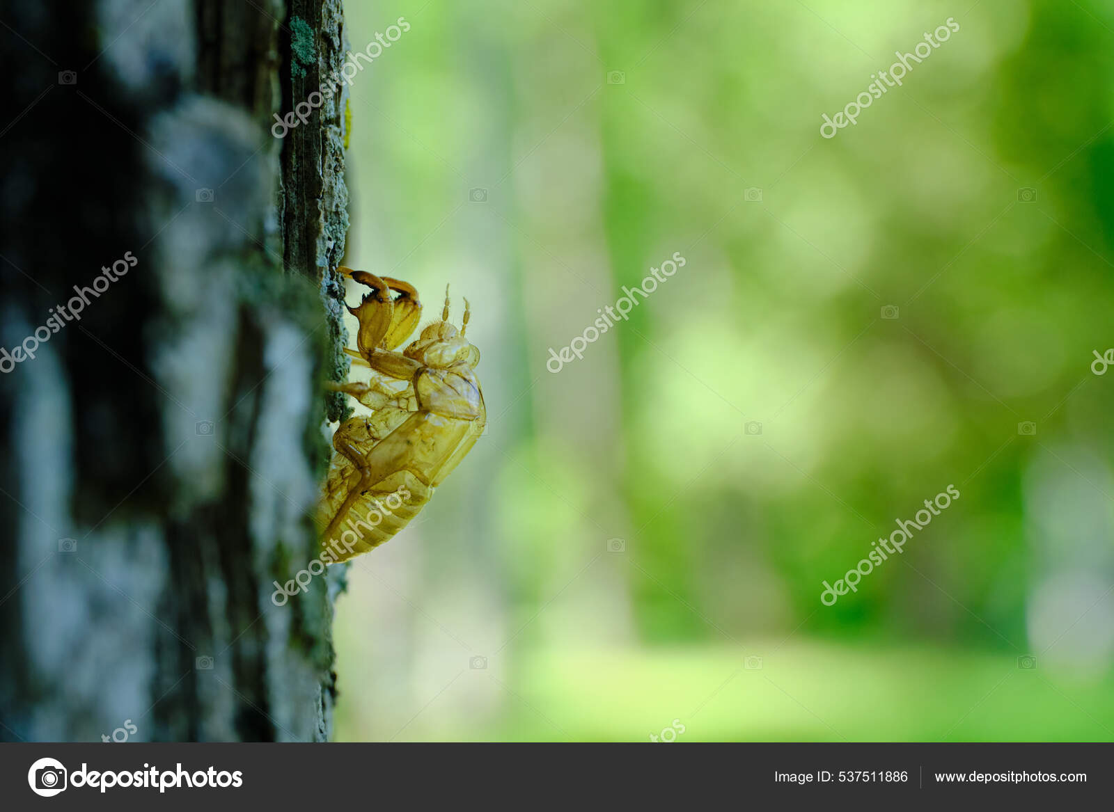Cicada Shell On Tree