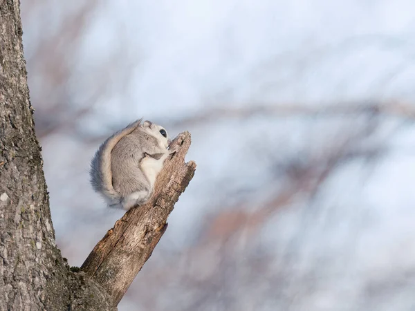 Siberian flying squirrel Stock Photos, Royalty Free Siberian flying ...