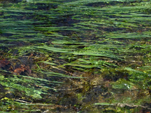 Common eelgrass Stock Photos, Royalty Free Common eelgrass Images ...