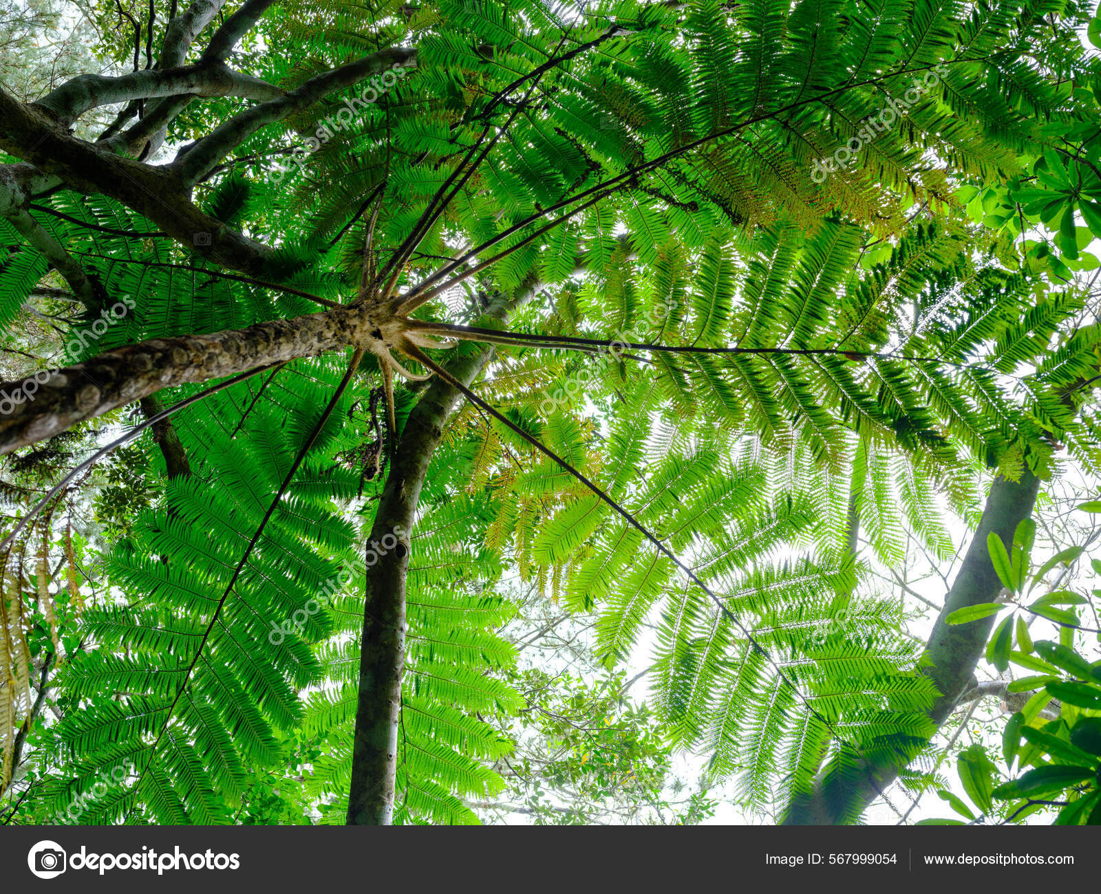 Flying Spider Monkey Tree Fern Ishigaki Island — Stock Photo ...