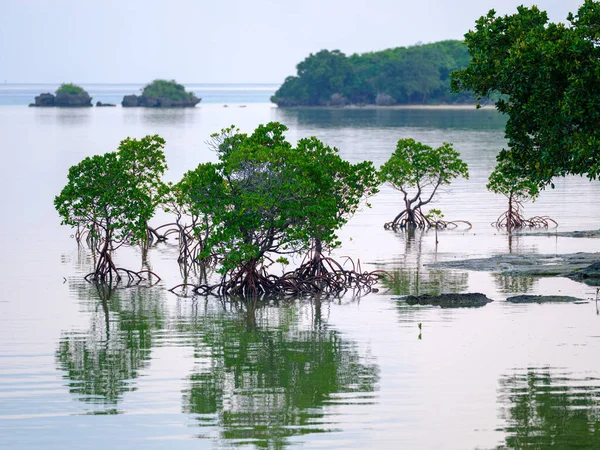 Floating mangrove forest Stock Photos, Royalty Free Floating mangrove ...