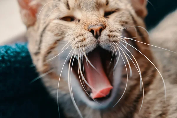 Tired yawn model Stock Photos, Royalty Free Tired yawn model Images ...