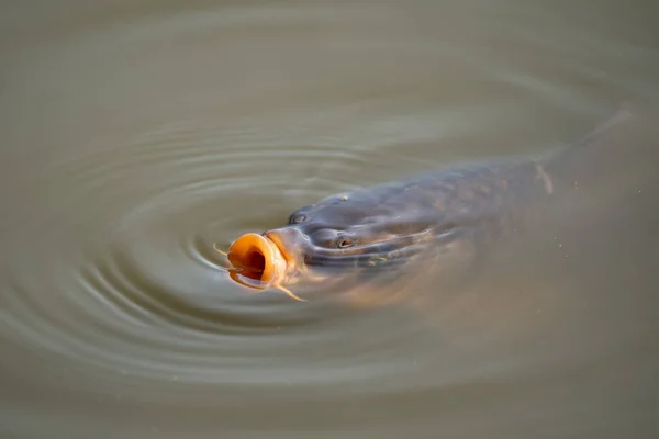 Beautiful carp Stock Photos, Royalty Free Beautiful carp Images ...