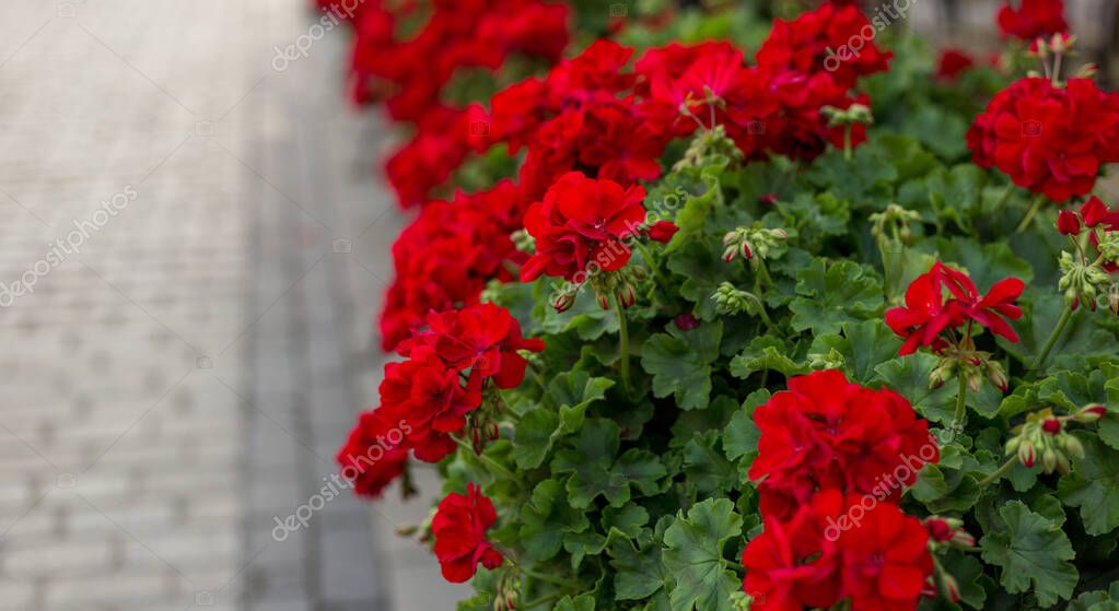 Hermosas flores de geranio de hoja de hiedra h brida roja Pelargonium ...
