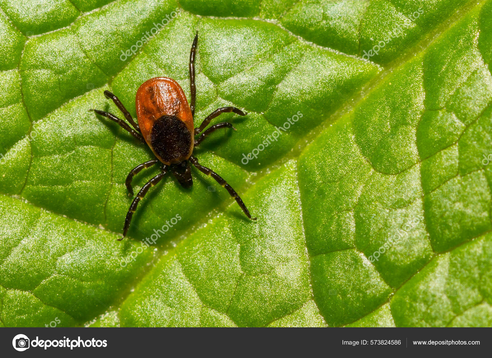 Inseto De Carrapato De Veado
