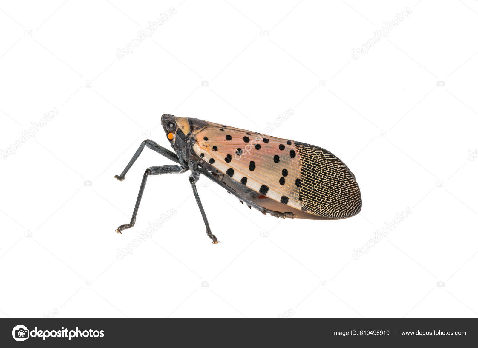 Spotted Lanternfly Lycorma Delicatula — Stock Photo © Ondreicka1010 ...