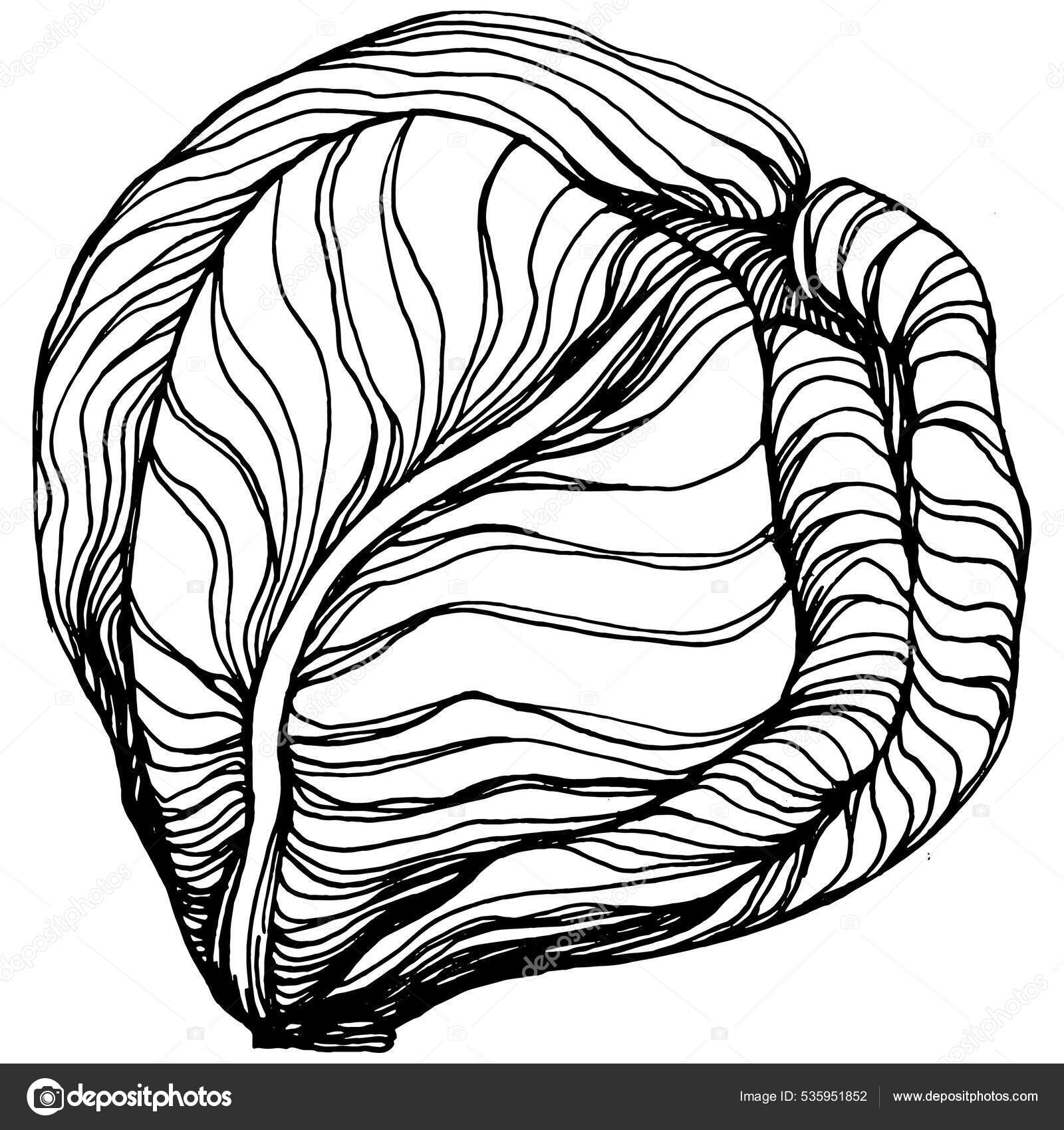 Kohl Hand Zeichnung Skizze Vektor Illustration Vereinzelte Gemüse ...