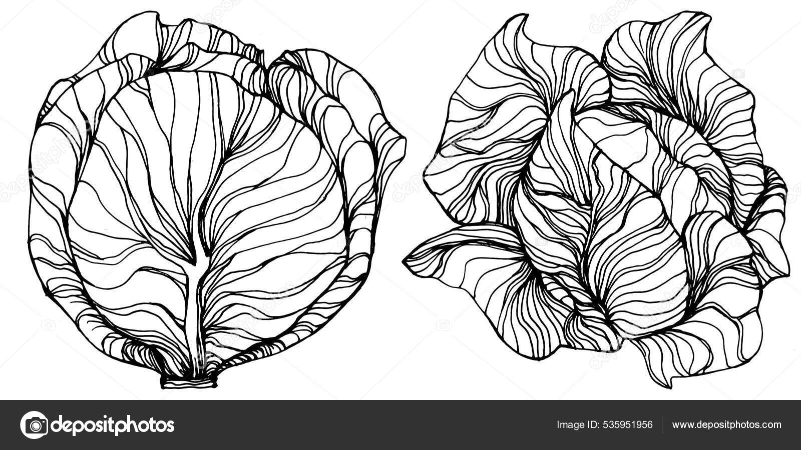 Cabbage Hand Drawing Sketch Vector Illustration Isolated Vegetable ...