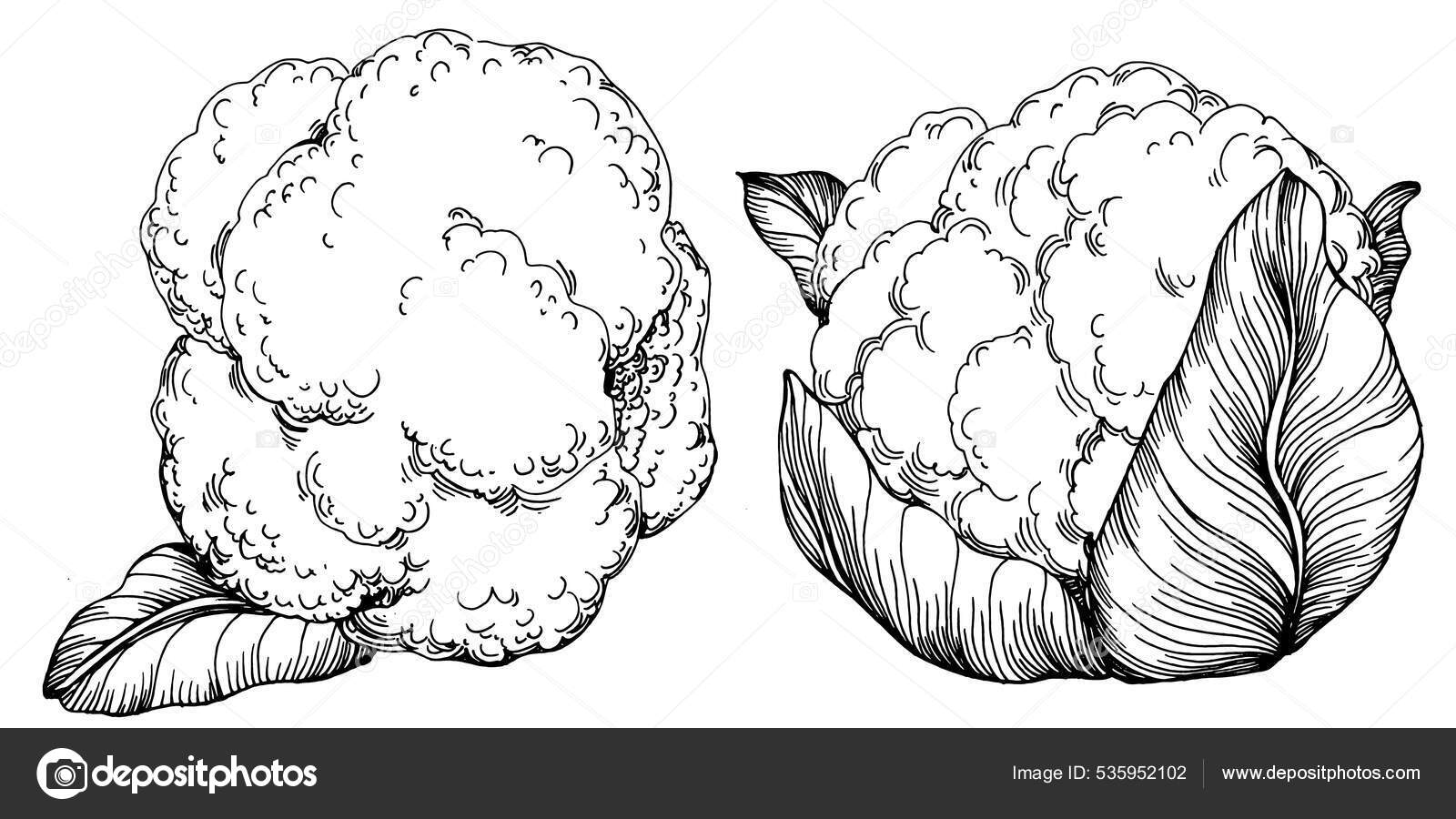 Cabbage Hand Drawing Sketch Vector Illustration Isolated Vegetable ...
