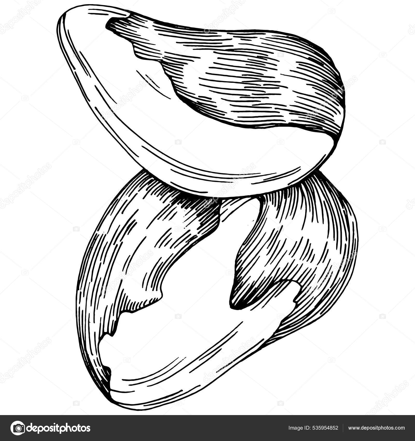 Brazilian Nut Brazil Nut Hand Drawn Vector Illustration Isolated ...