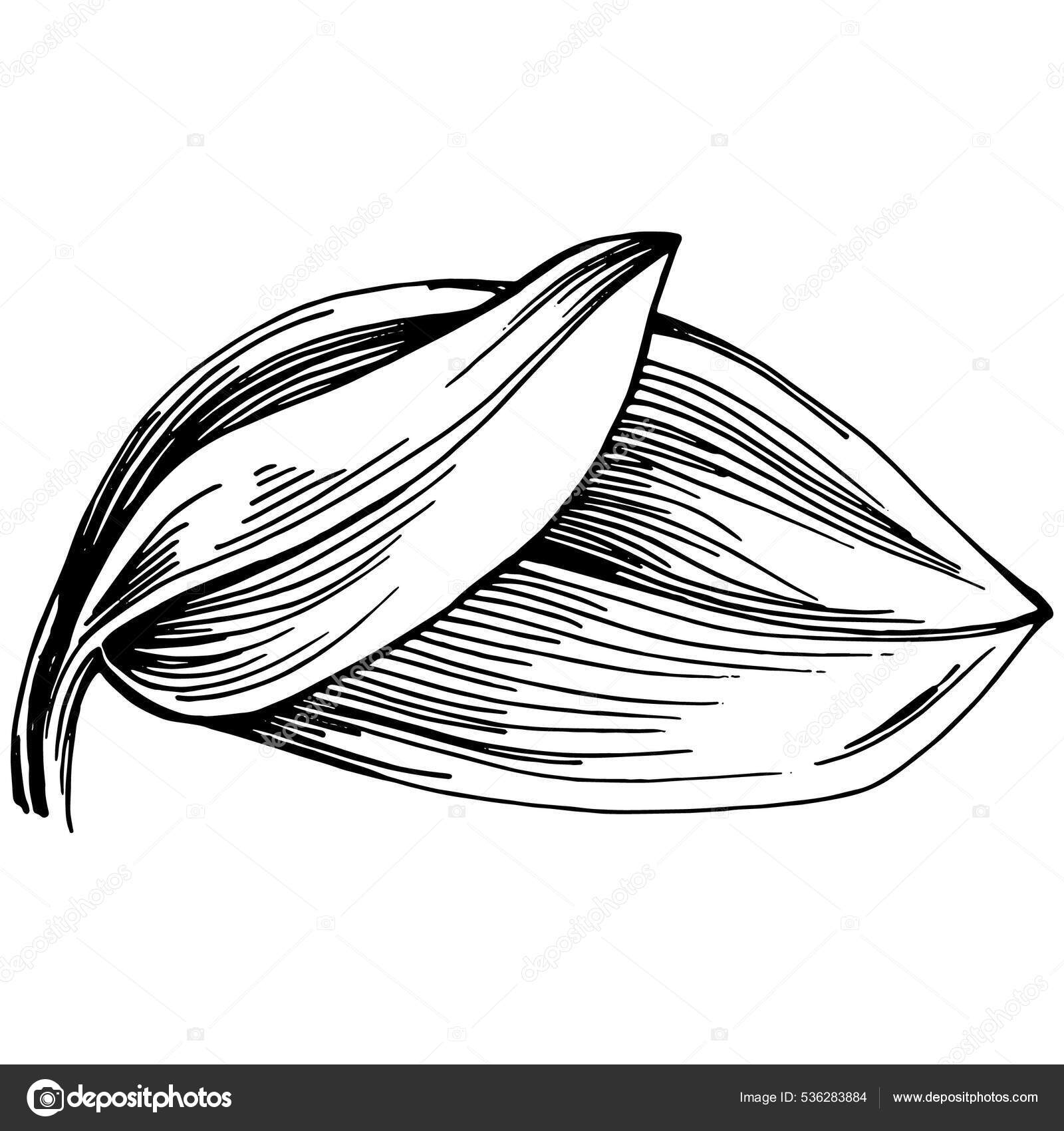 Sage Vector Isolated Plant Leaves Herbal Engraved Style Illustration ...