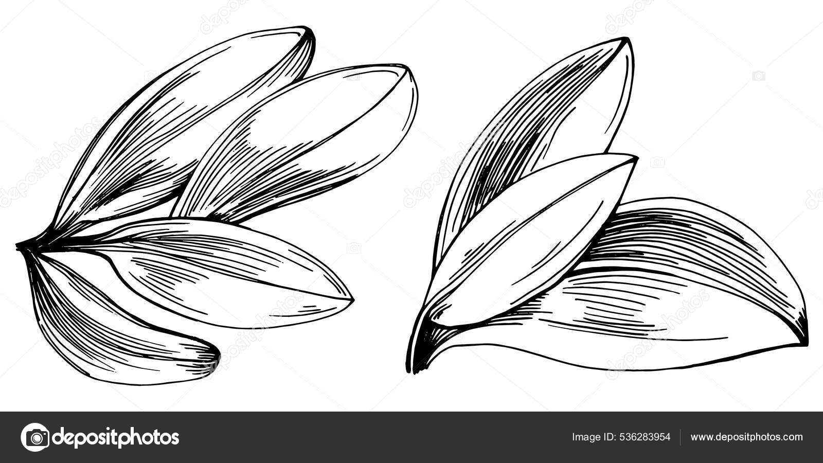 Sage Vector Isolated Plant Leaves Herbal Engraved Style Illustration ...