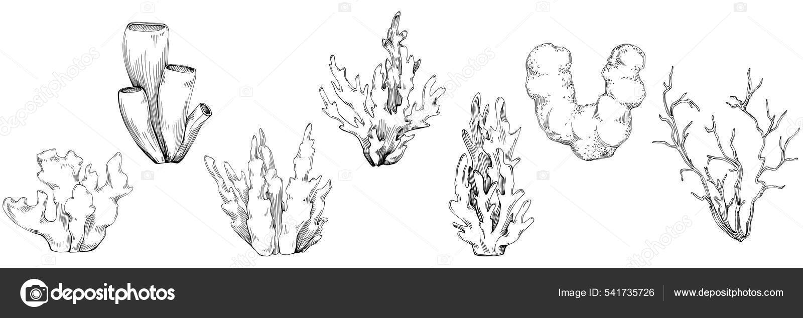 Coral Vector Isolated Plant Stock Vector by ©AcantStudio 541735726
