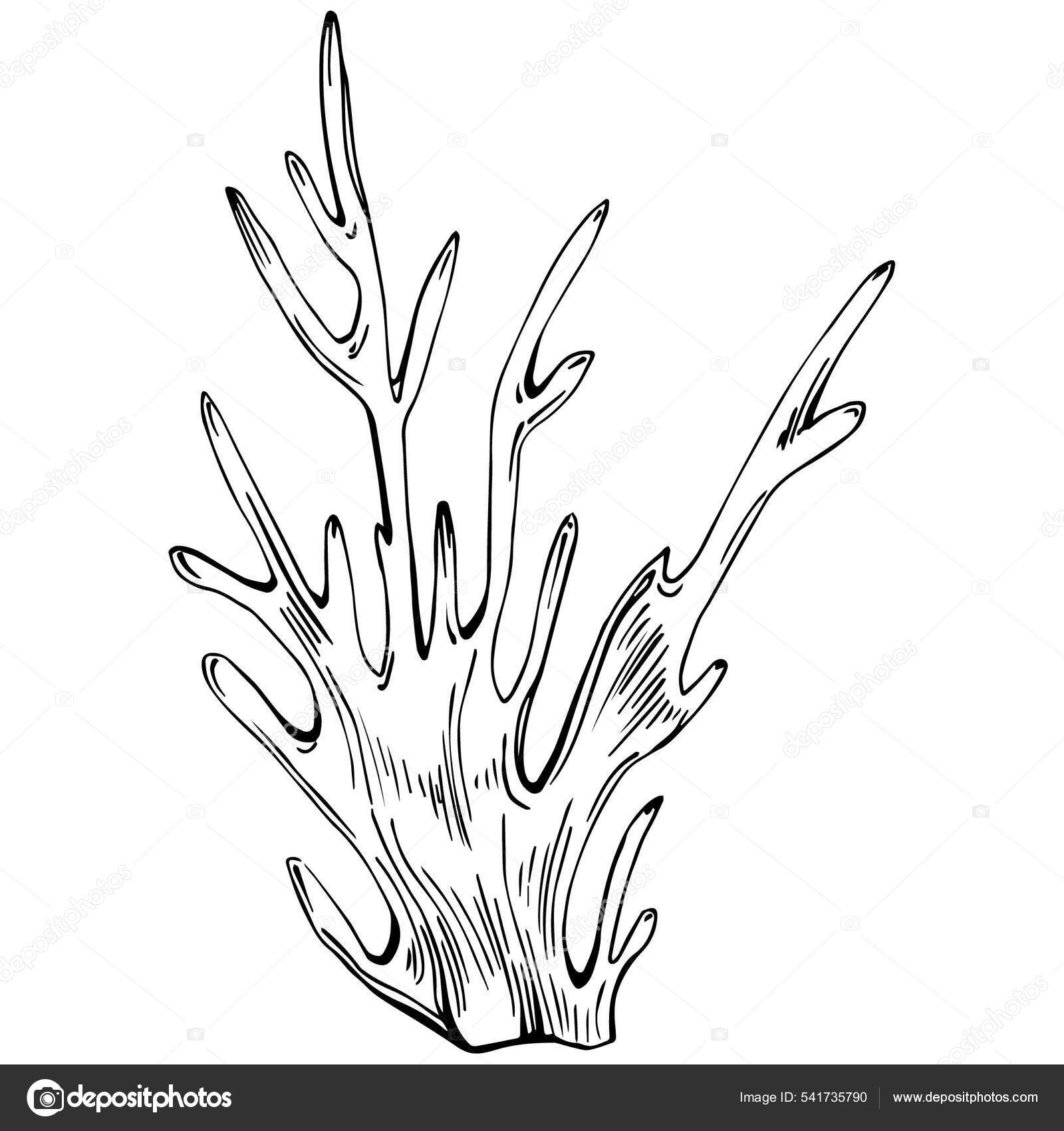 Coral Vector Isolated Plant Stock Vector by ©AcantStudio 541735790