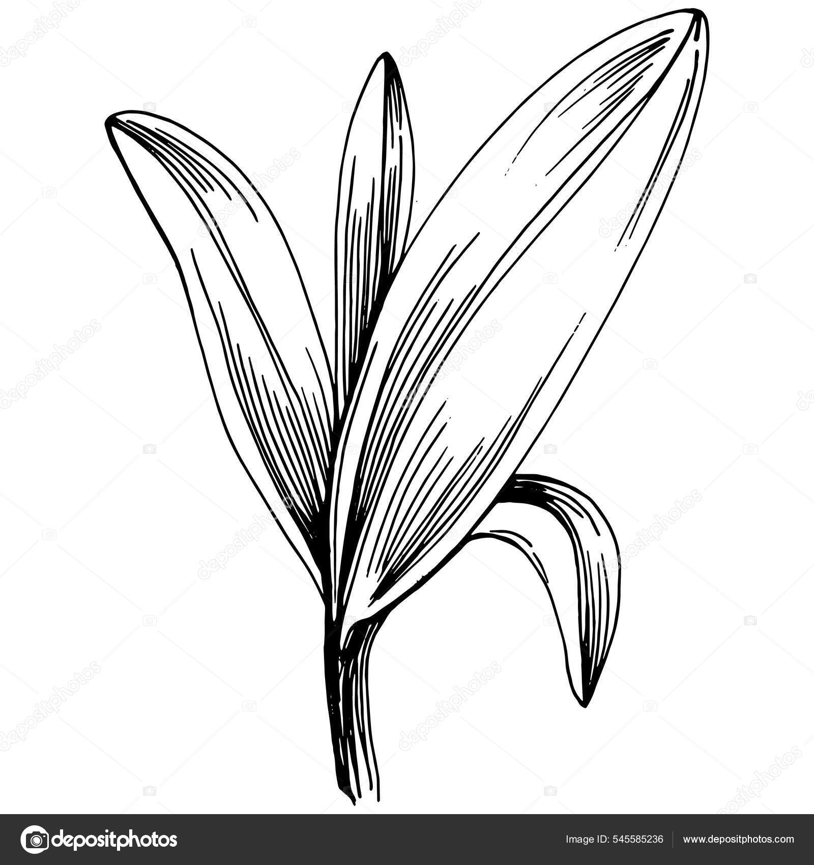 Sage Vector Isolated Plant Stock Vector by ©AcantStudio 545585236