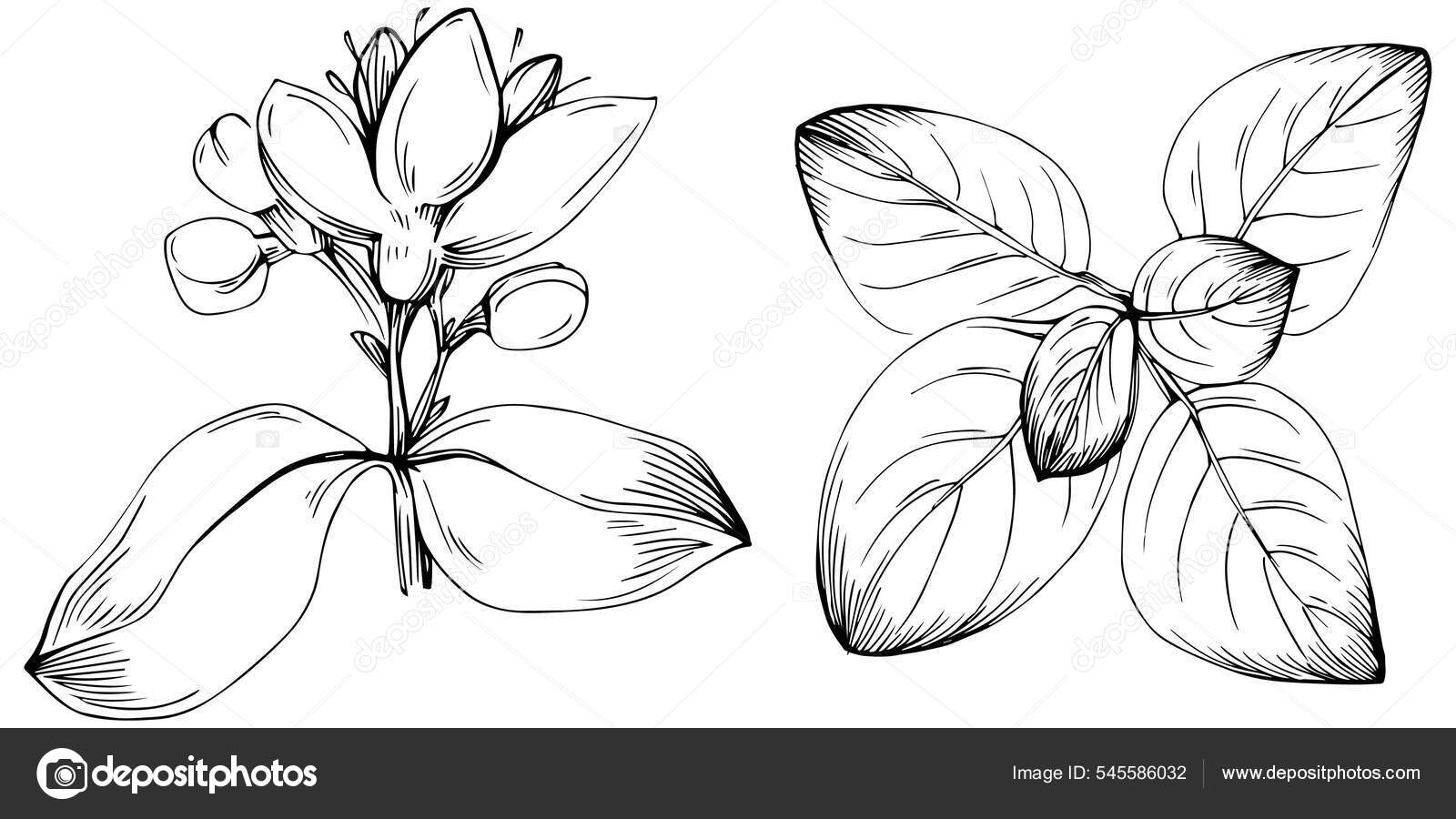 Oregano Vector Isolated Plant Leaves Herbal Engraved Style Illustration ...