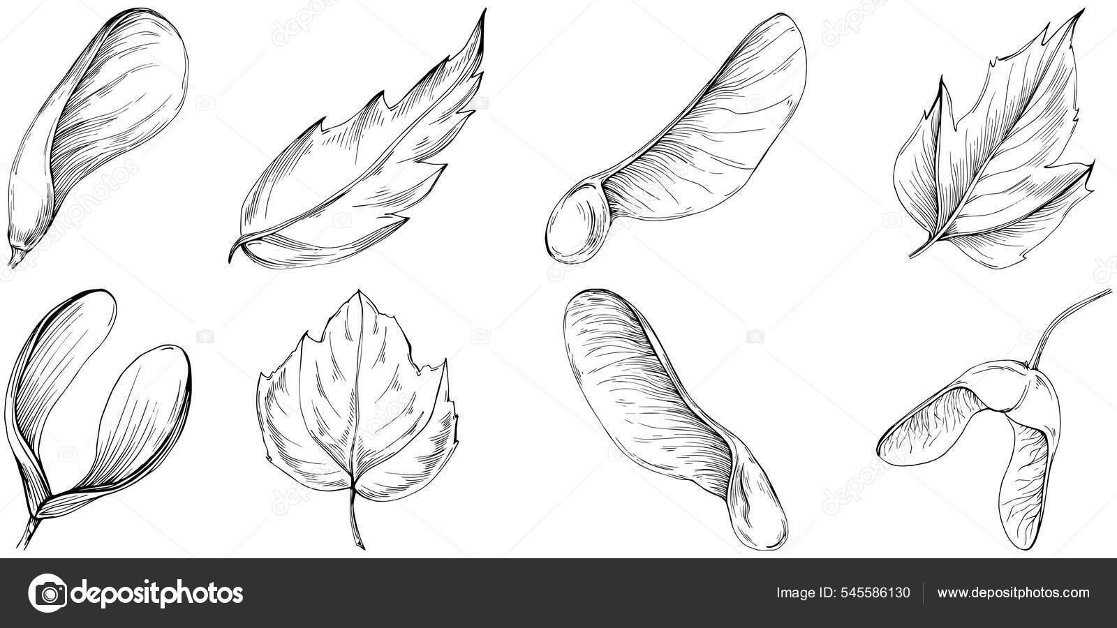 Acer Negundo Sketch Drawing Illustration Maple Nature Engraved Style ...