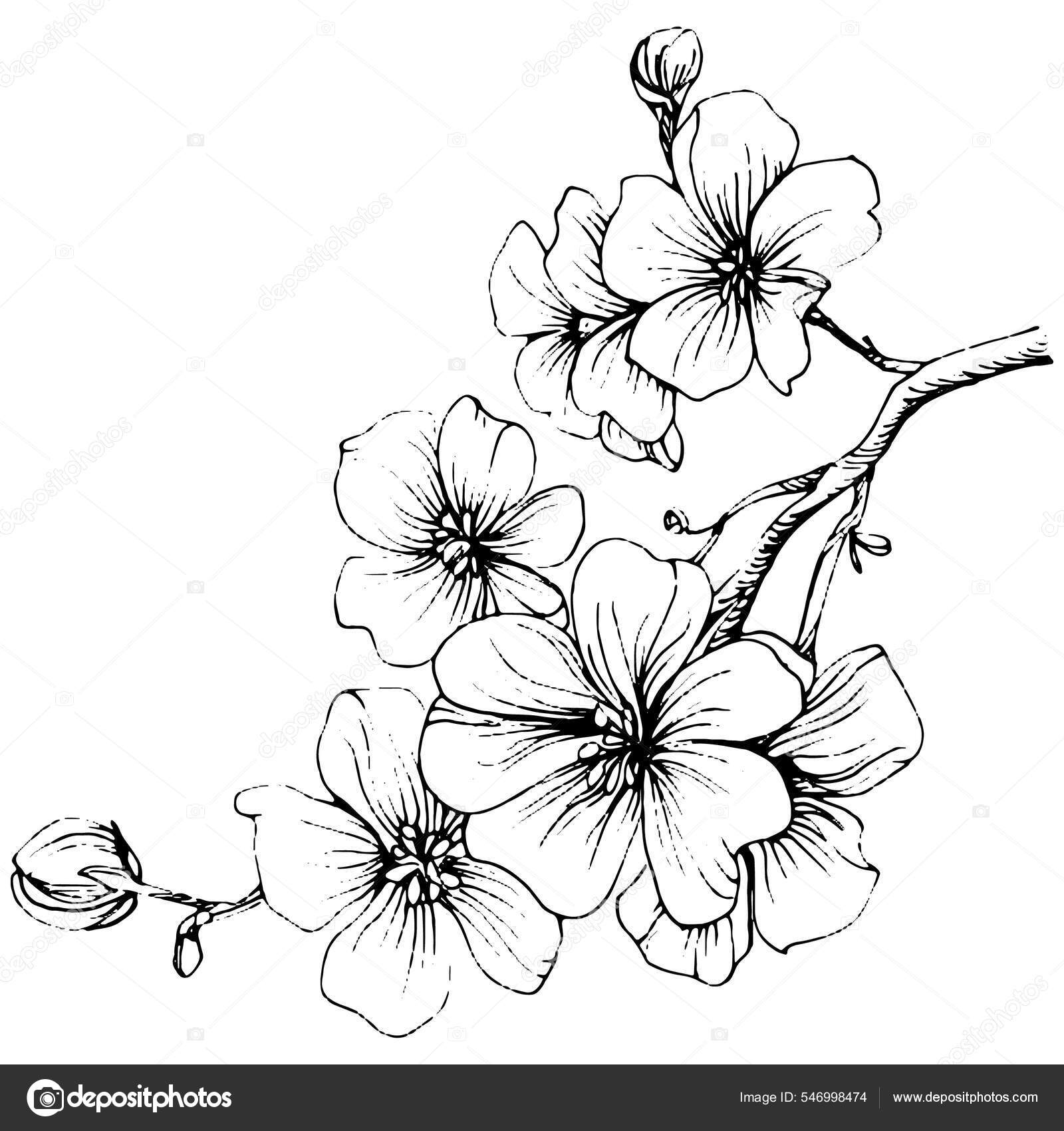 Sakura Flower Floral Botanical Flower Isolated Illustration Element ...