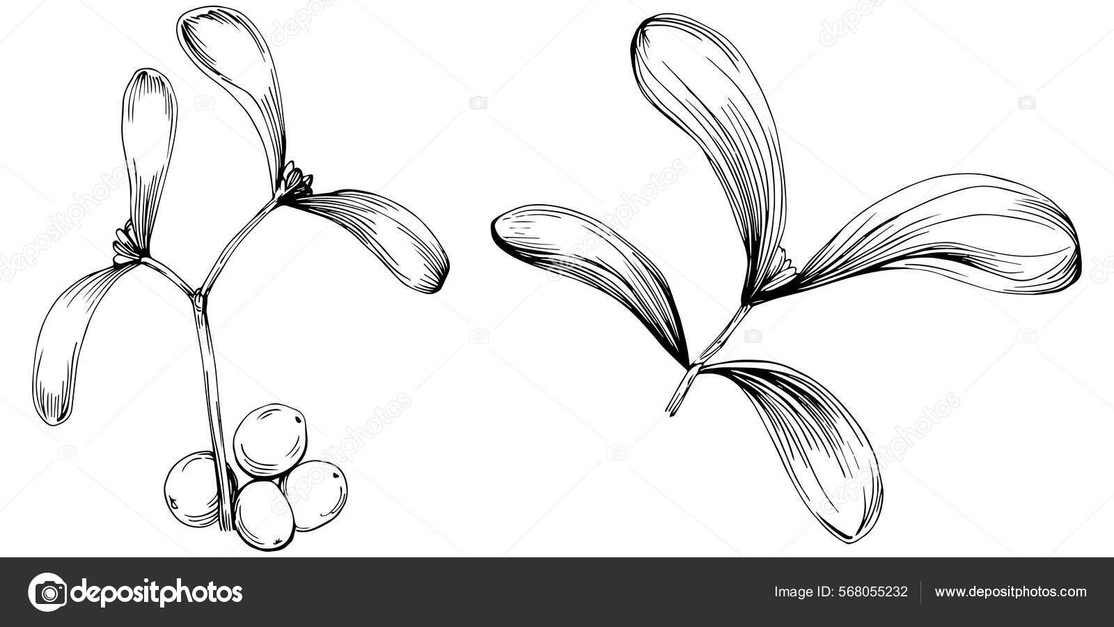 Mistletoe Sketch Drawing Illustration Carob Tree Nature Engraved Style ...