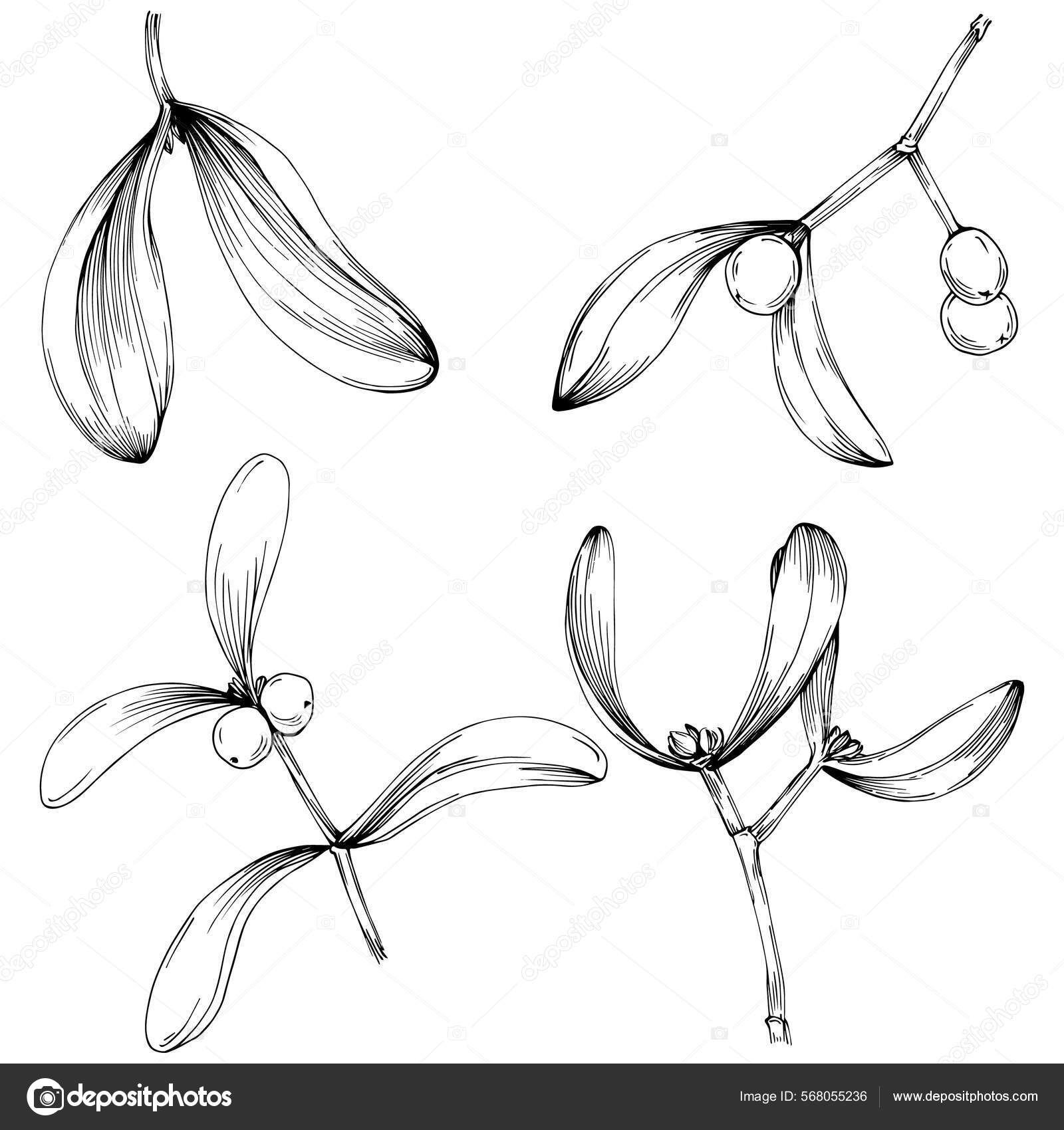 Mistletoe Sketch Drawing Illustration Carob Tree Nature Engraved Style ...