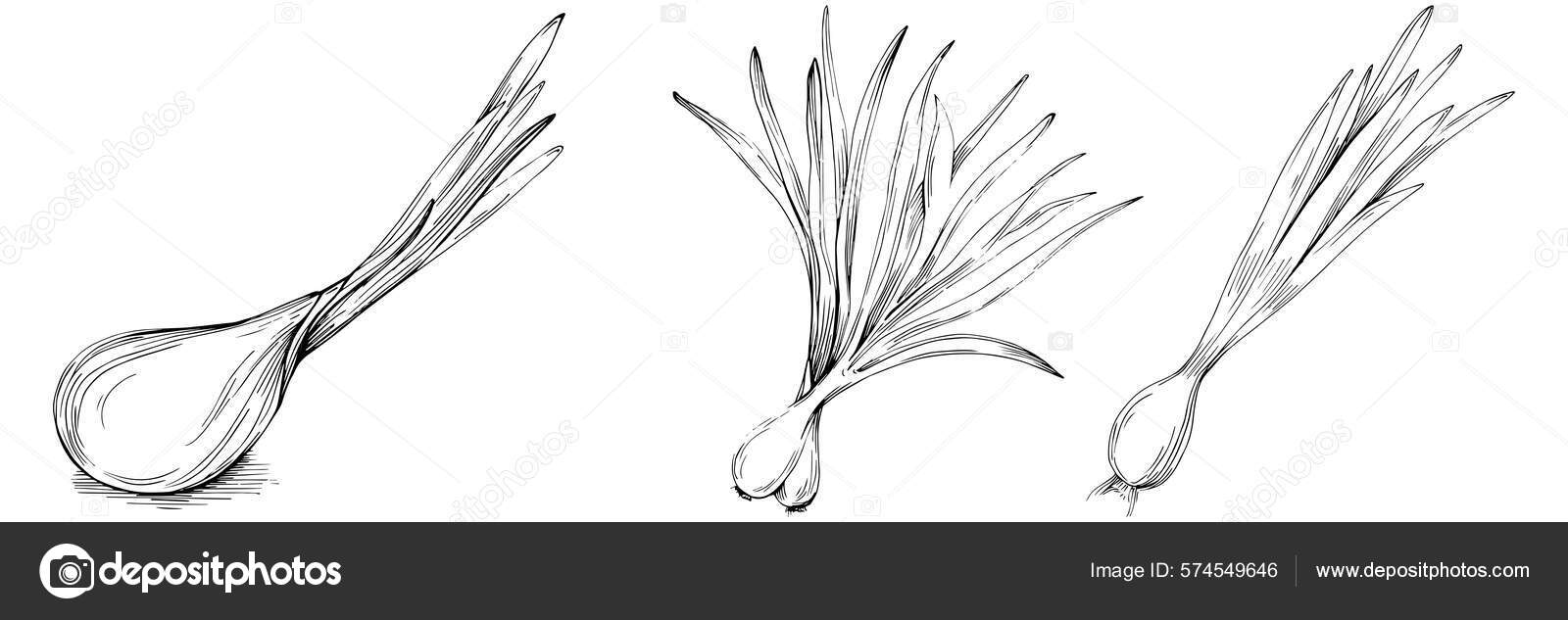 Vector Cebolla Verde Aislado Vector de stock por ©AcantStudio 574549646