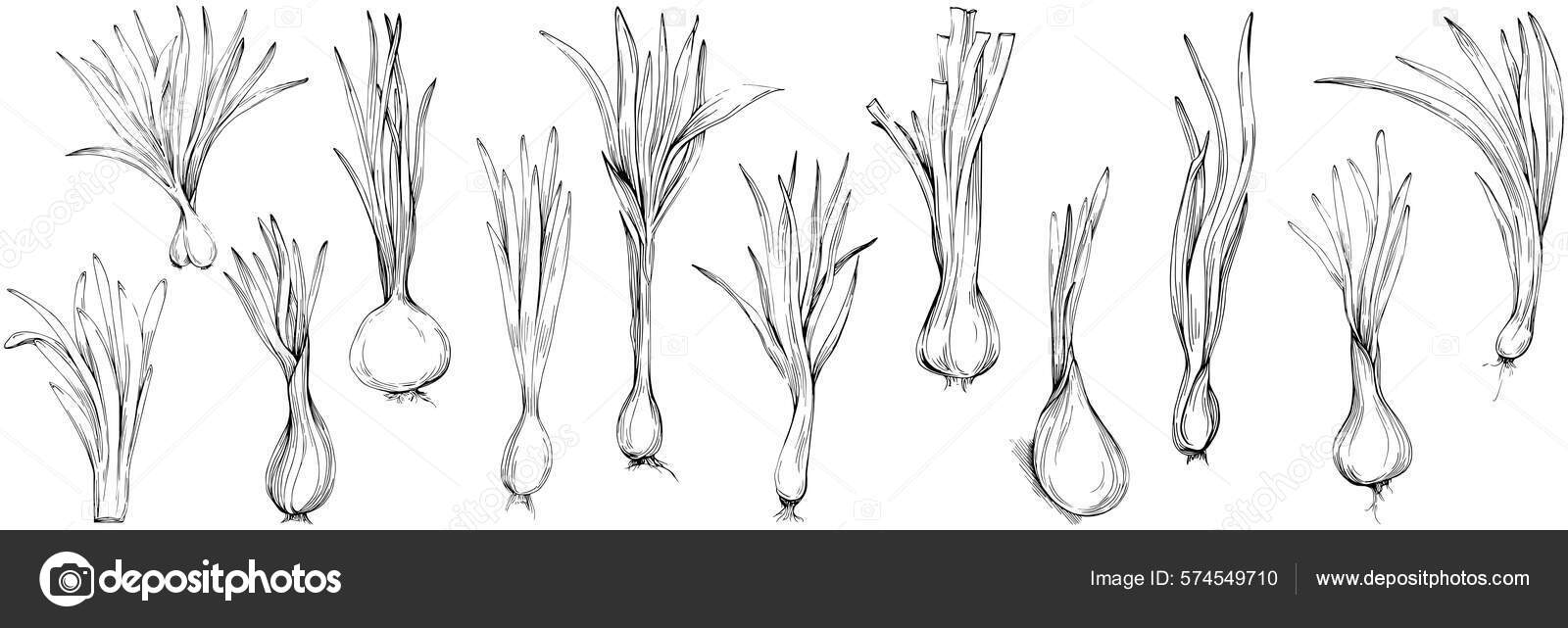 Vector Cebolla Verde Aislado Vector de stock #574549710 de ©AcantStudio