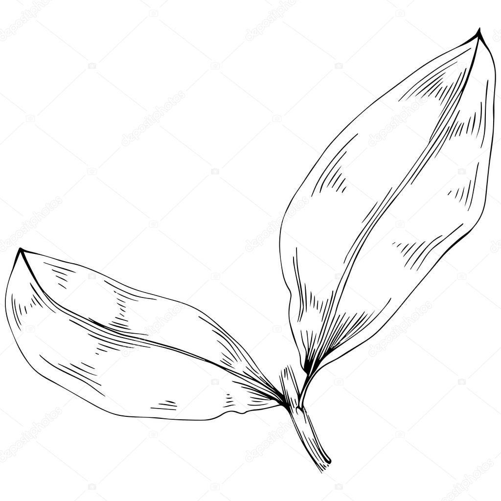 Bay Leaf Vector Isolated Plant Vector de stock por ©AcantStudio 574550616