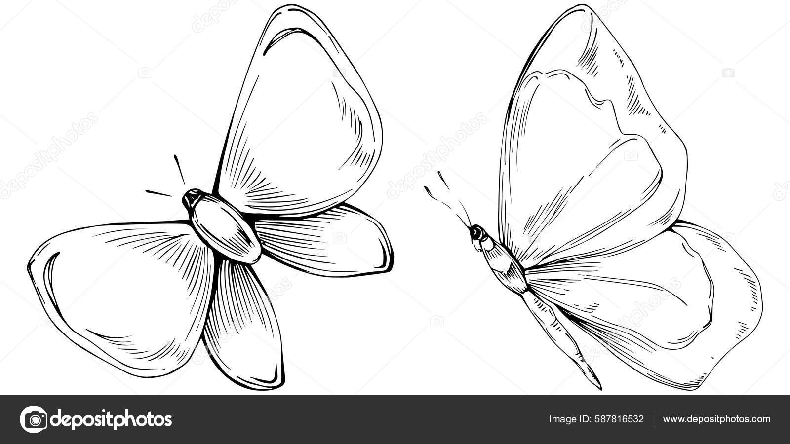 Sketch Insects Butterfly Drawing Illustration Wild Nature Engraved ...