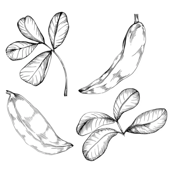 Carob Leaves Sketch Drawing Illustration Carob Tree Nature Engraved ...