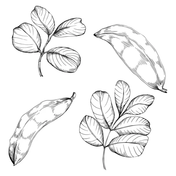 Carob tree Vector Art Stock Images | Depositphotos