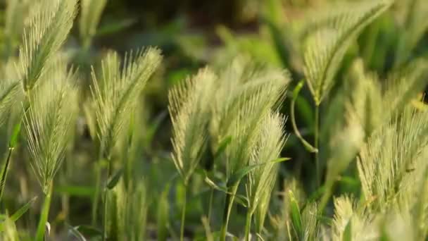 2,712 Wild wheat Videos, Royalty-free Stock Wild wheat Footage ...